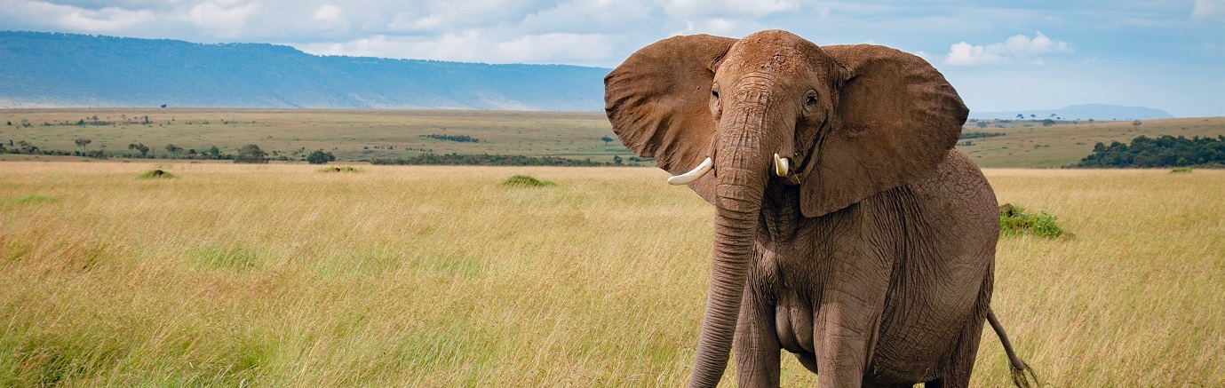 Home - Continent Tours